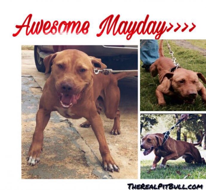 AWESOME MAYDAY BIRTH ( TheRealPitBull.com) - Real Pitbulls. Red nose ...