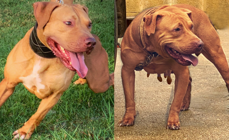 “Pitbull Puppies” , “APBT puppies”, “Chico Lopez dogs”, “Canelo alvarez ...