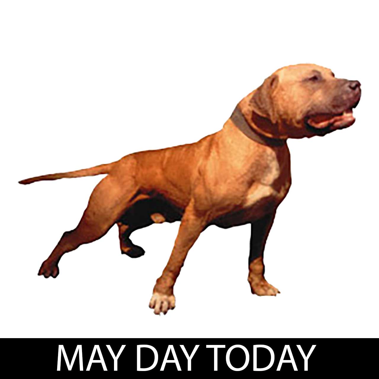 may-day-today - Pitbull, pitbull puppies,ADBA, APBT,Puppies, Gr Ch ...