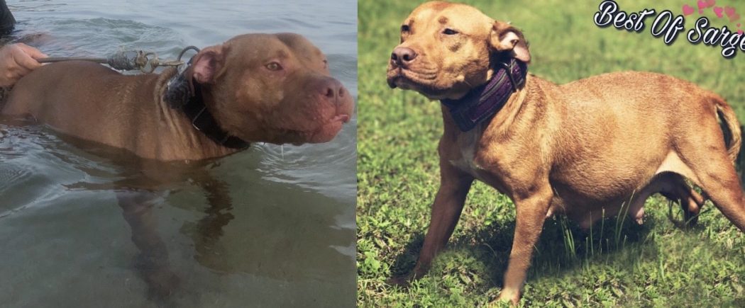 “Pitbull Puppies” , “APBT puppies”, “Chico Lopez dogs”, “Canelo alvarez ...