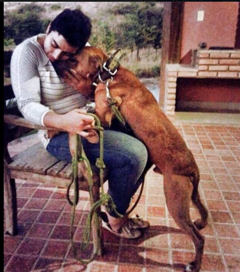 Mechanic Buck - Real Pitbulls. Red nose pitbulls, Old Family Red nose ...