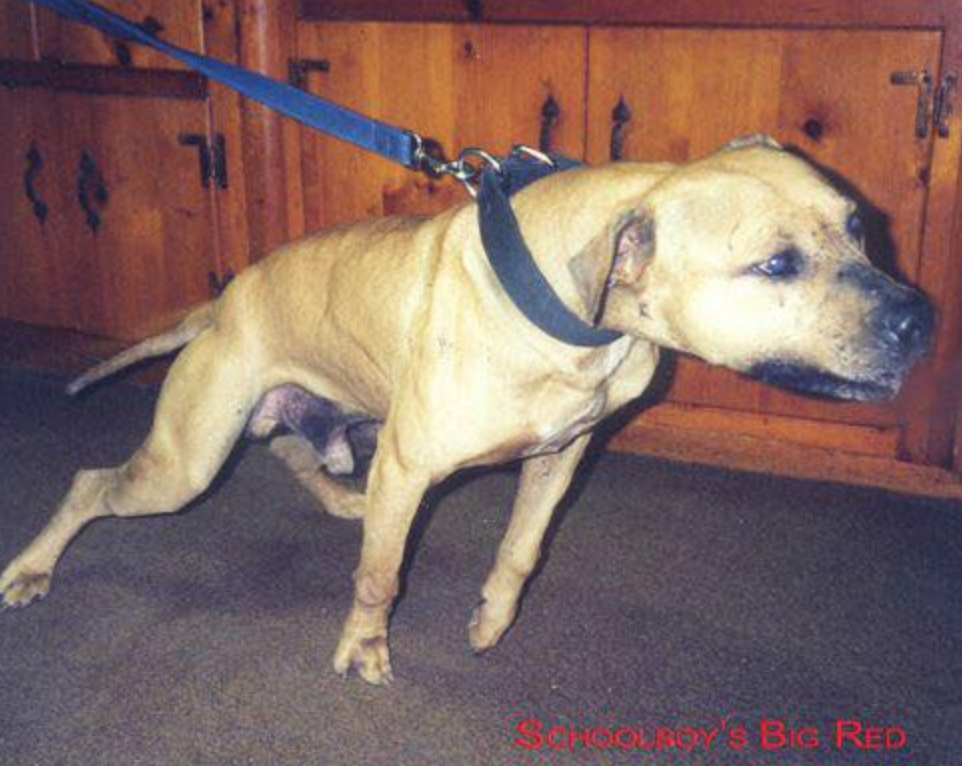 Frozen Semen – Real Pitbulls. Red nose pitbulls, Old Family Red nose ...