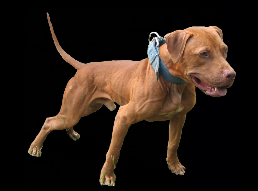 Frozen Semen – Real Pitbulls. Red nose pitbulls, Old Family Red nose ...