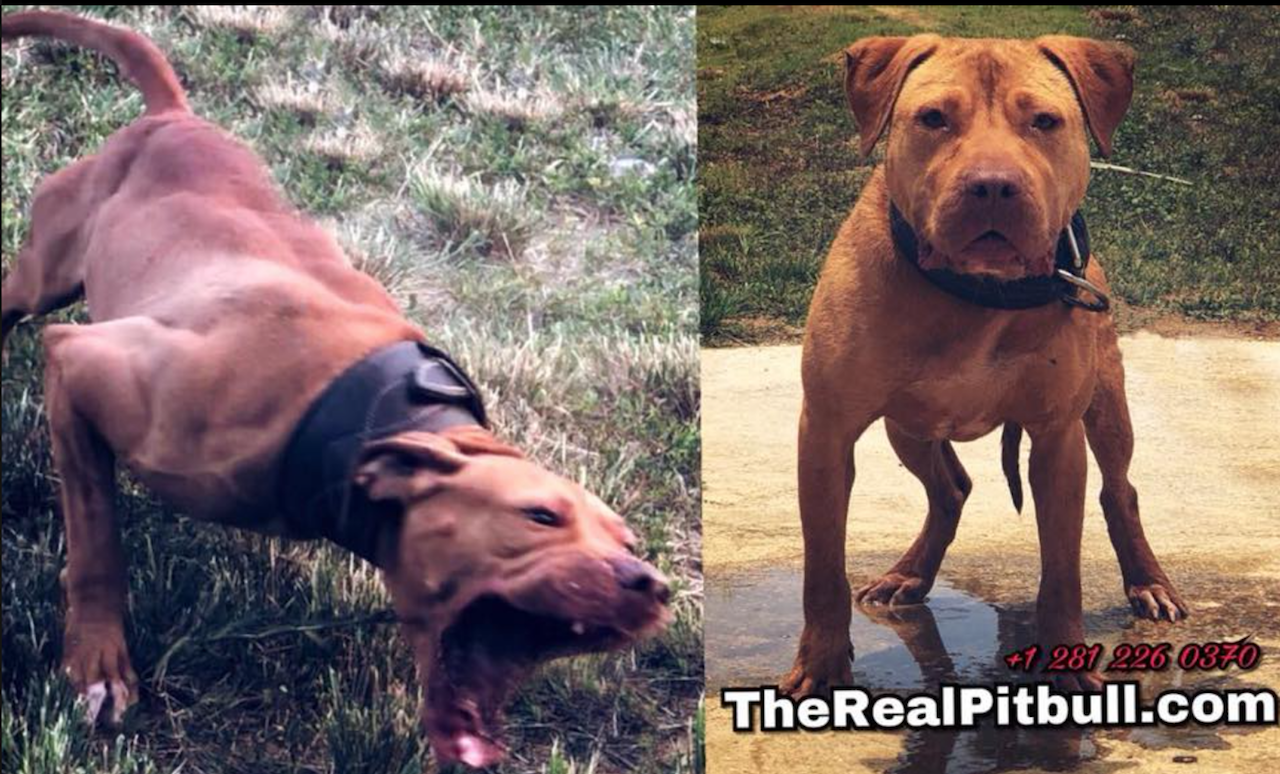 The Best Real Pitbull Puppies, Only the best is our name, merits ...