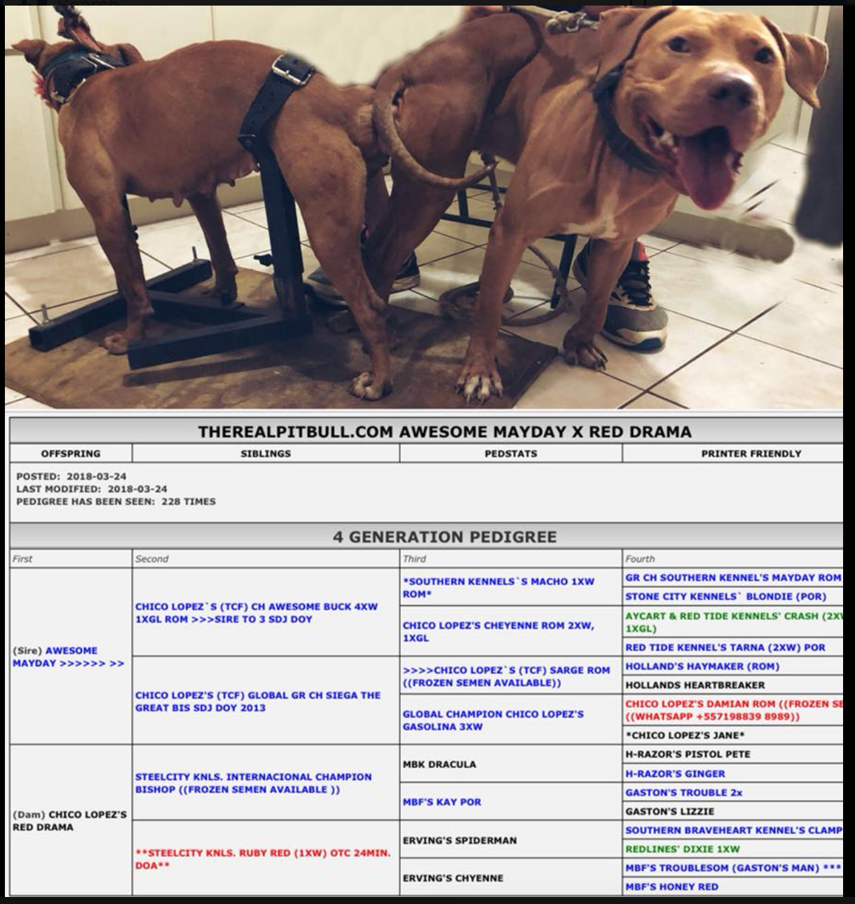 The Best Real Pitbull Puppies, Only the best is our name, merits ...