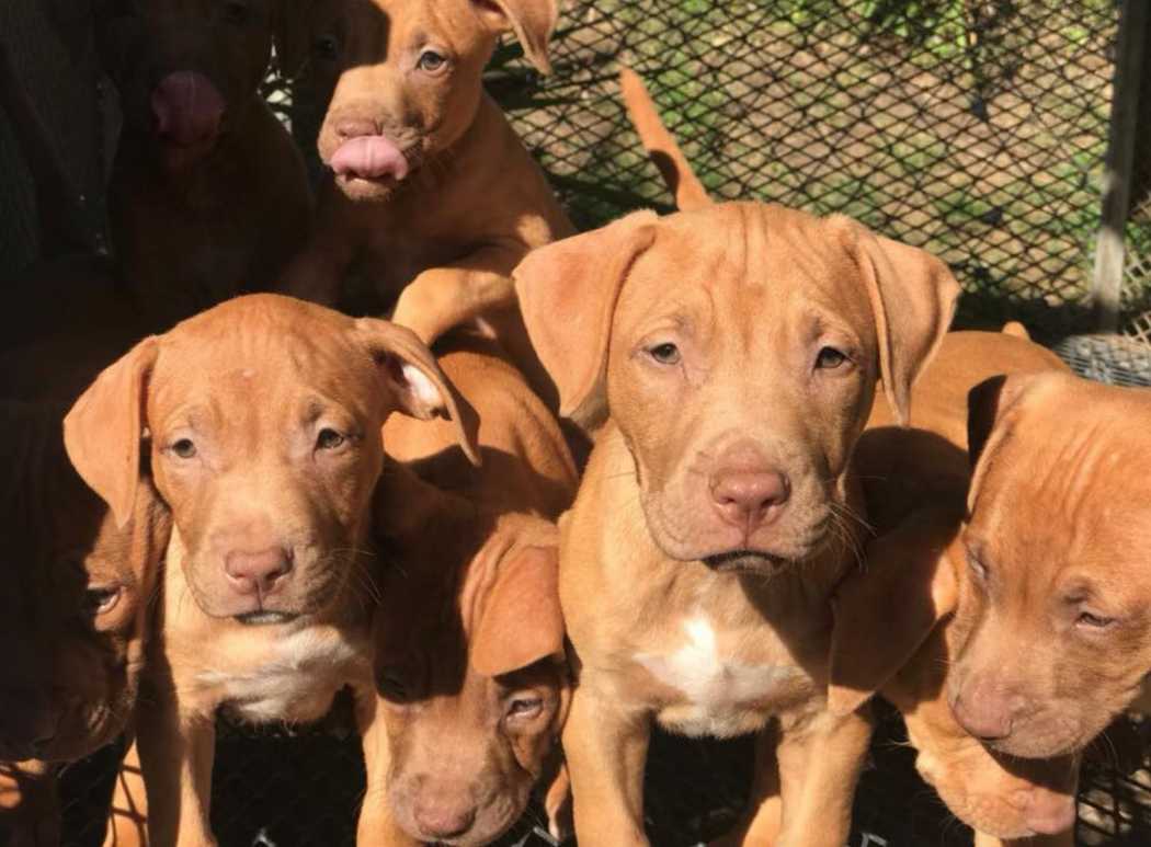 “Pitbull Puppies” , “APBT puppies”, “Chico Lopez dogs”, “Canelo alvarez ...