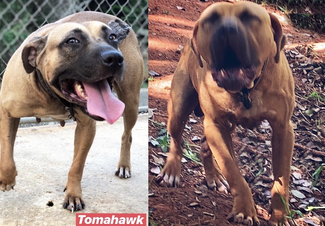 Powerful TOMAHAWK | The happy dogs that created greatness 2023