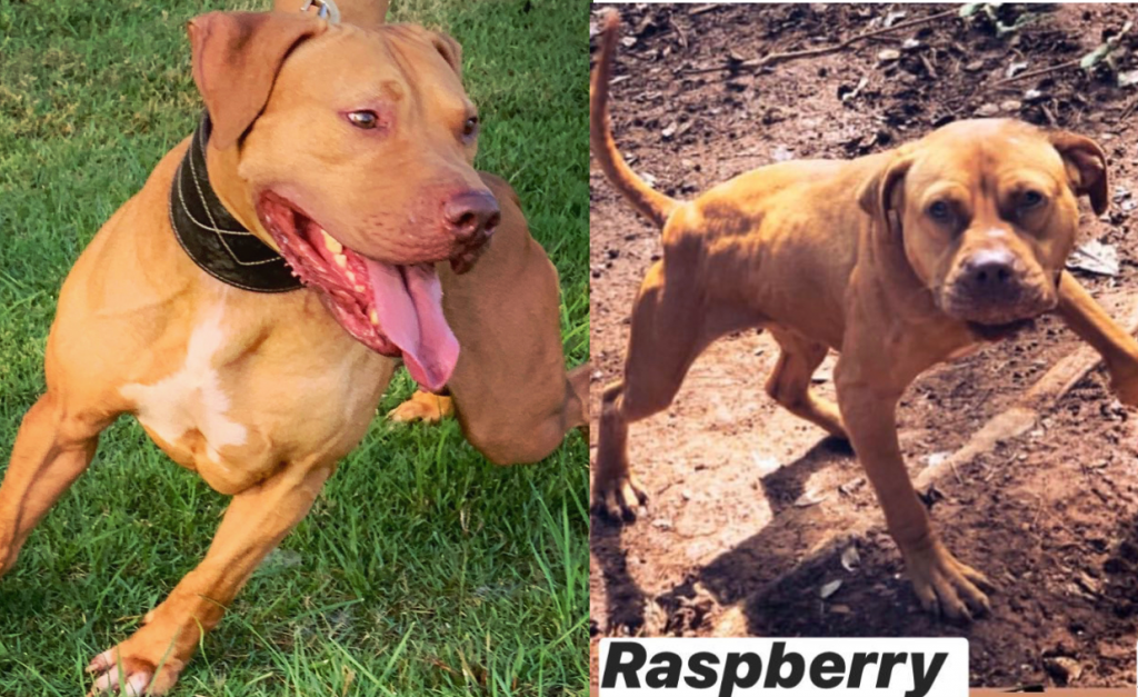 “Pitbull Puppies” , “APBT puppies”, “Chico Lopez dogs”, “Canelo alvarez ...