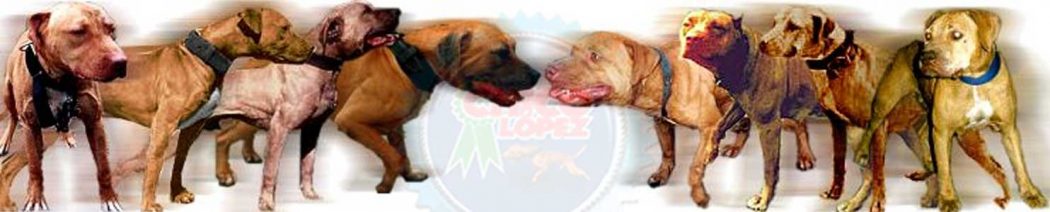 Trusted Texas Pitbull Breeder | Powerful Red Nose Puppies #1