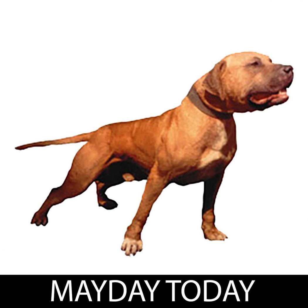 Pitbull, pitbull puppies, APBT, Puppies, Mayday, TheRealPitbull.com ...
