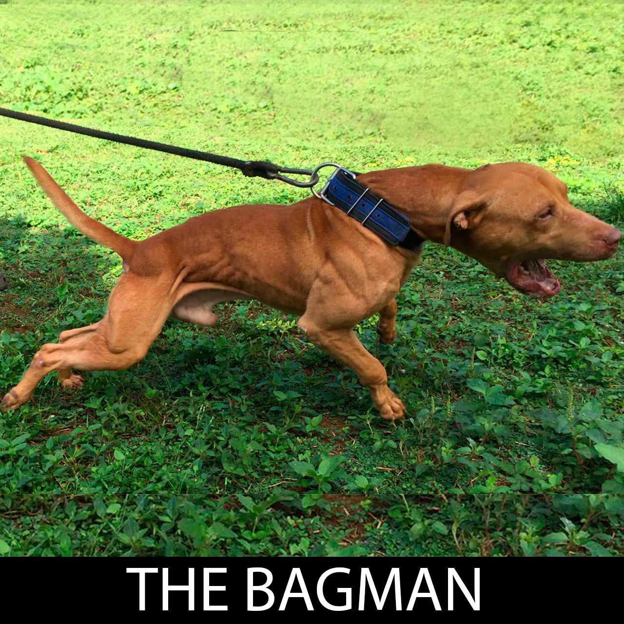 Pitbull, pitbull puppies, APBT, Puppies, Mayday, TheRealPitbull.com ...