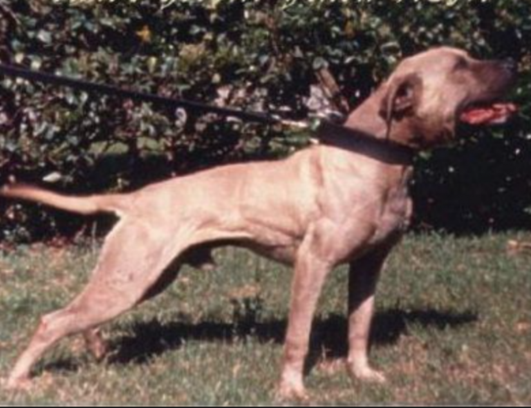 Historical Dogs • The Real Pitbull