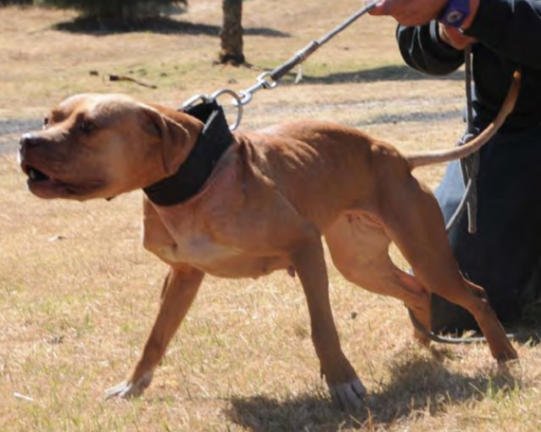 Historical Dogs • The Real Pitbull