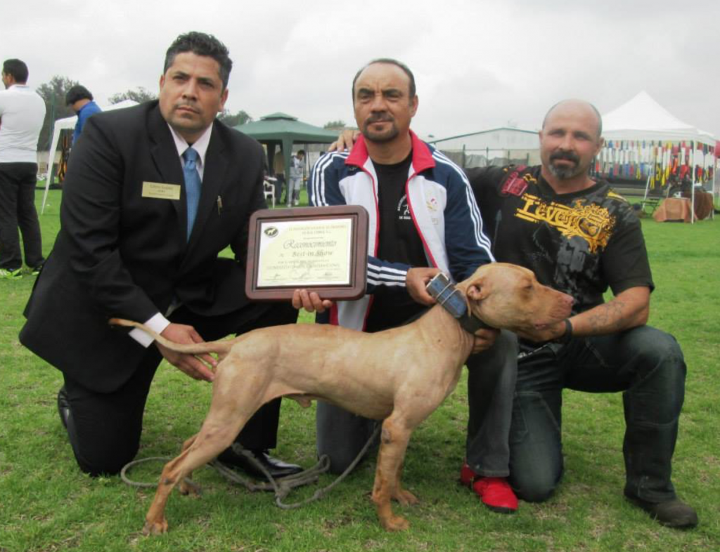 Dogman – Pitbull, pitbull puppies, APBT, Puppies, Mayday ...