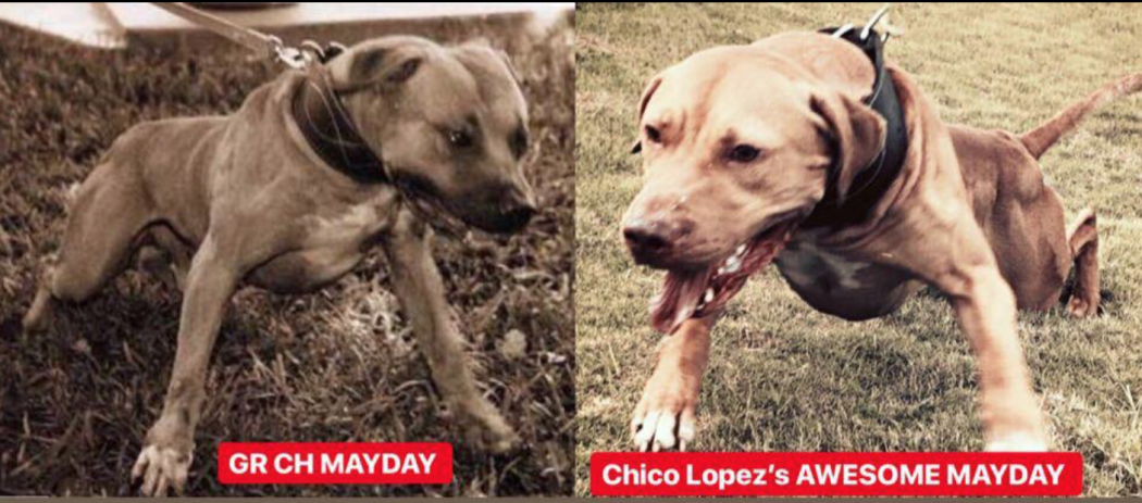 Powerful Grand champion Mayday ROM, Puppies available 2023