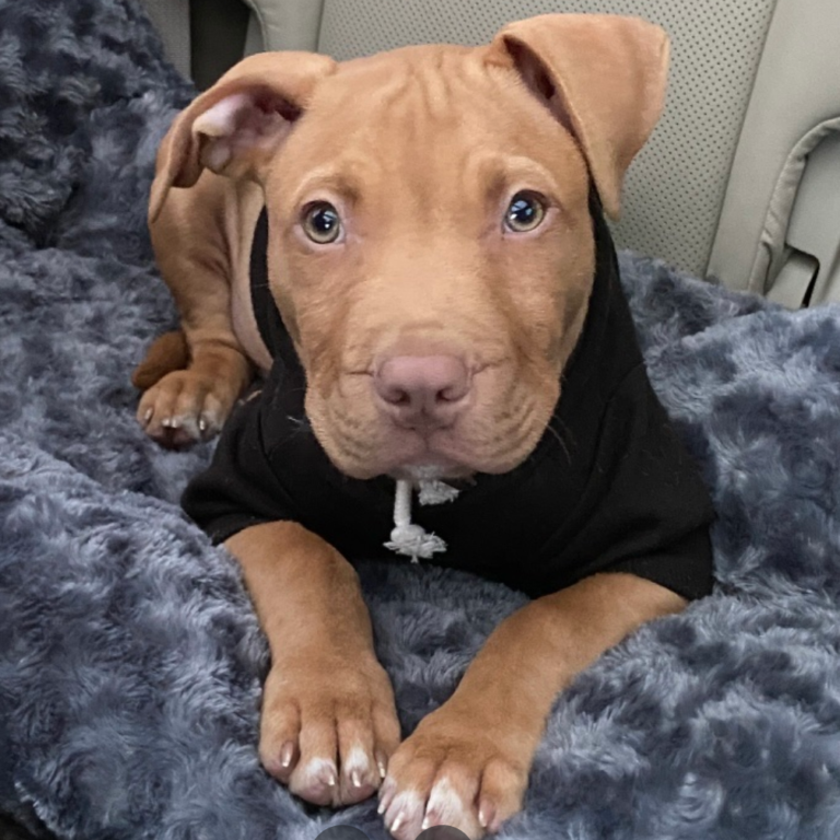 Reviews on Chico Lopez | As seen on ESPN Pitbull Puppies for sale 2023 ...