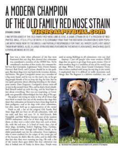 Powerful Old family Red nose dogs | Original Pitbulls 2023