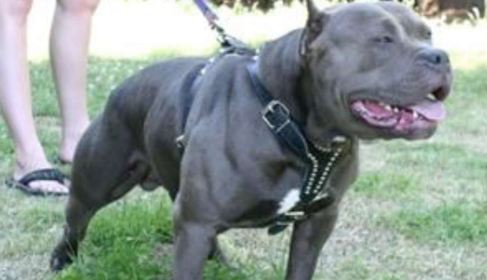 Blue Nose pitbulls Facts | SHOCKING 2023