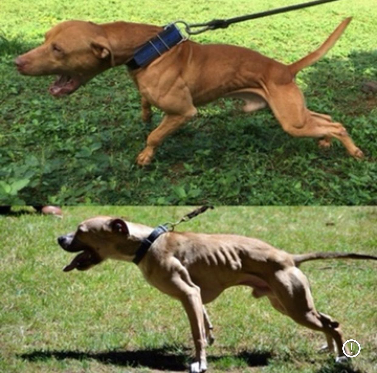 APBT BREED STANDARD | Pitbull breed standard Powerful