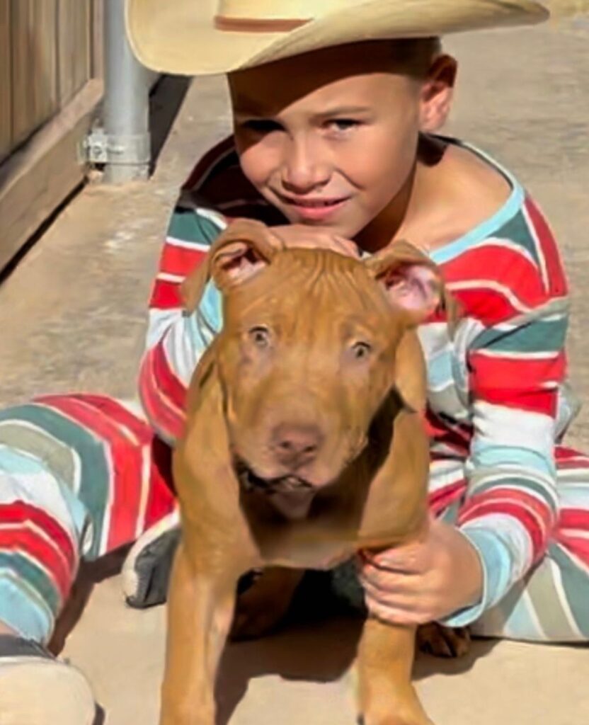 Coping with Pet Loss, Pitbull • The Real Pitbull Love 2023, love