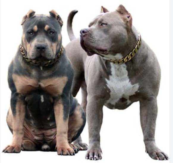 Blue Nose pitbulls Facts | SHOCKING 2023