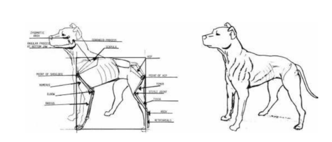 APBT BREED STANDARD | Pitbull breed standard Powerful